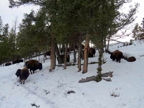 Shirl Ireland's Art Blog: Winter Wonderland