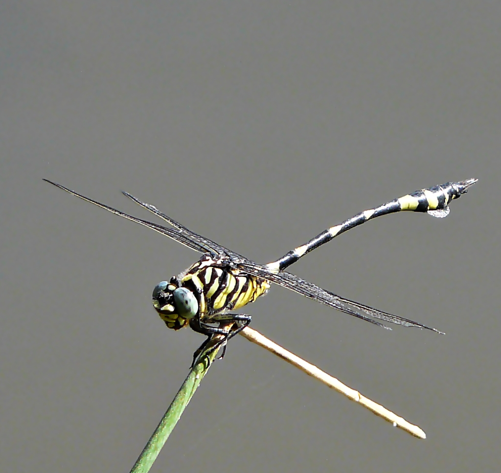 Natures Vineyard Australian flora and fauna.: Dragonflys and Damselflys