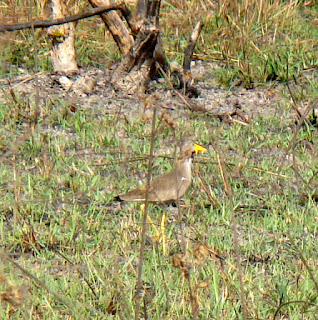 Friendly Neighbourhood Birders: 30. Birds of Ghana