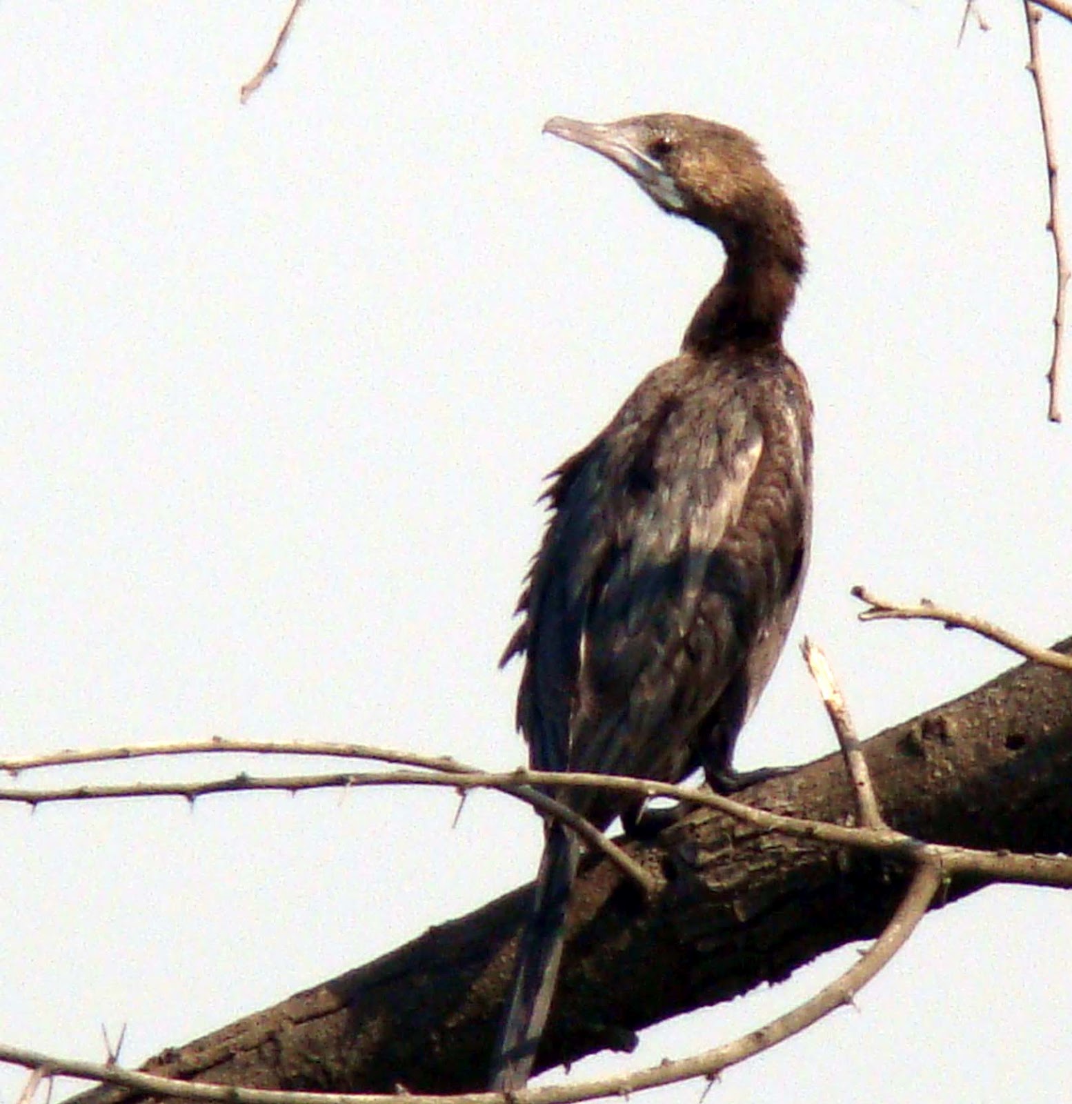 Friendly Neighbourhood Birders: 10. Trip To Bhigwan - Flamingo Haven