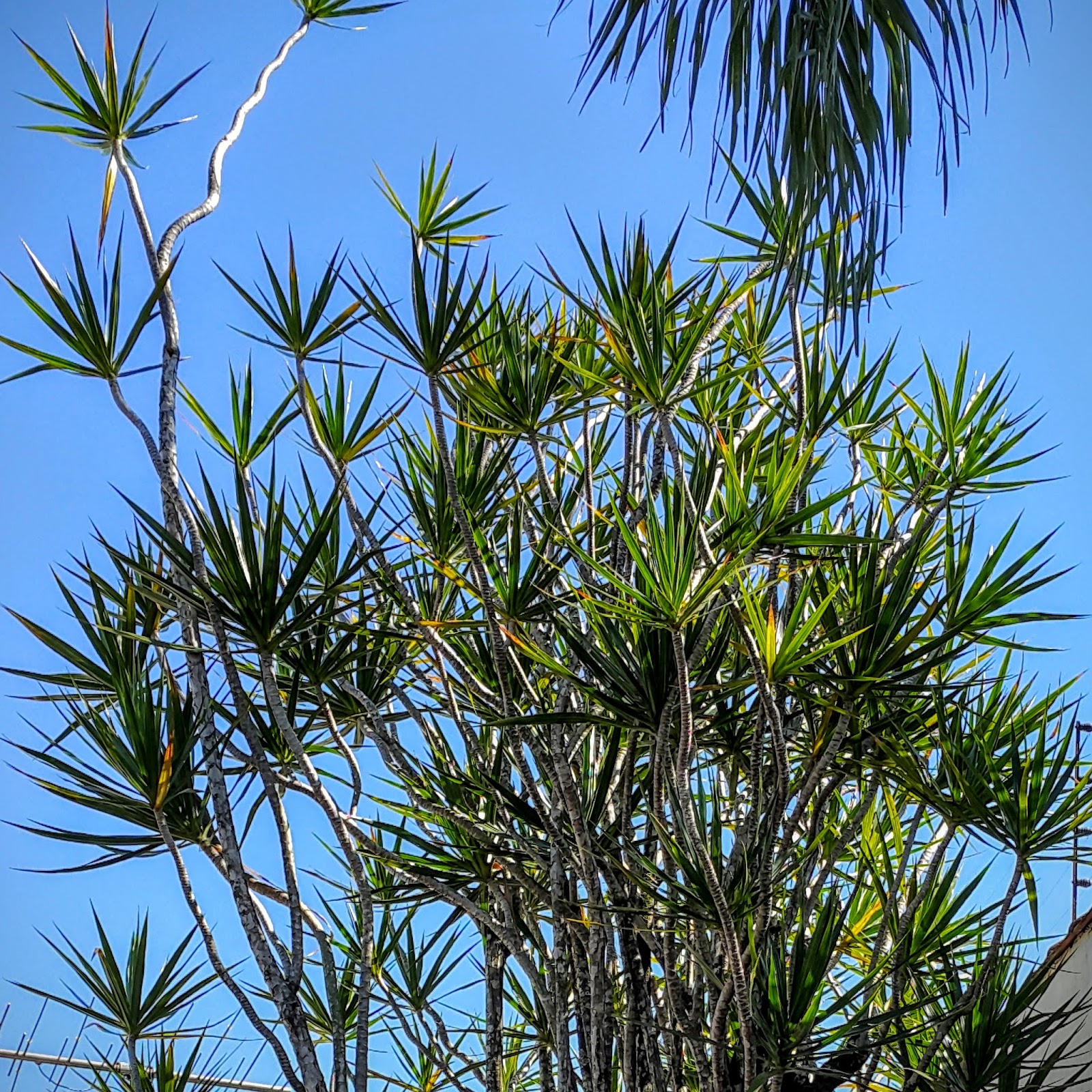 "Verdade//aspas" : 👪 Asparagaceae (Dracaena marginata bicolor)