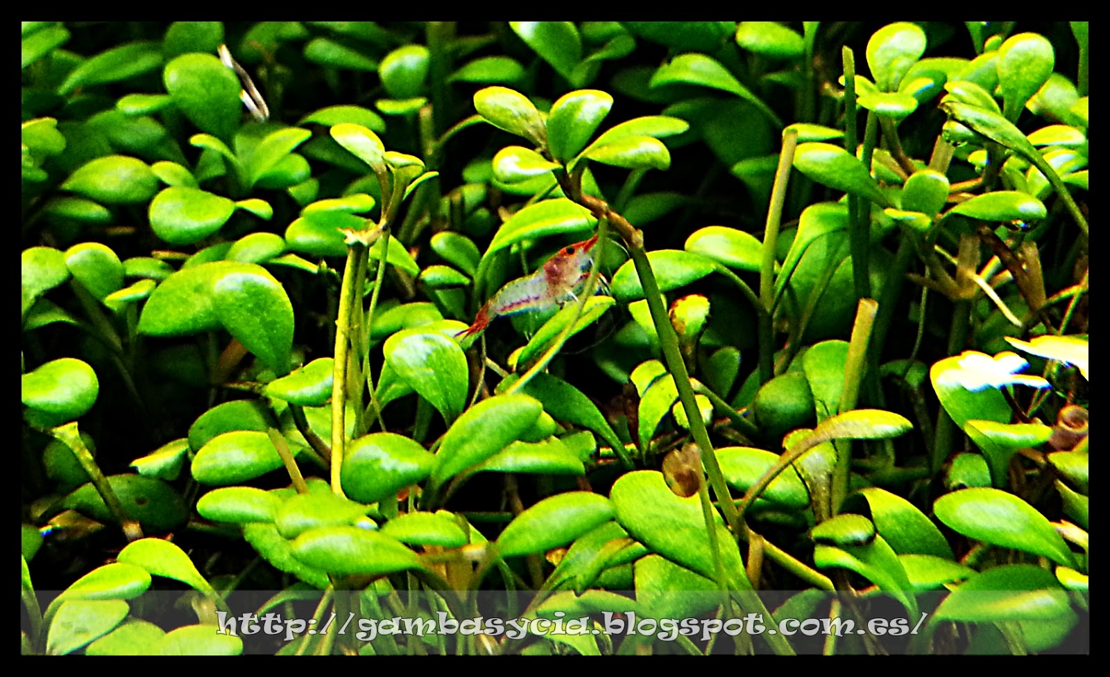 Gambas & Cía: octubre 2012