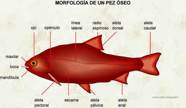Info animales: PECES MORFOLOGÍA