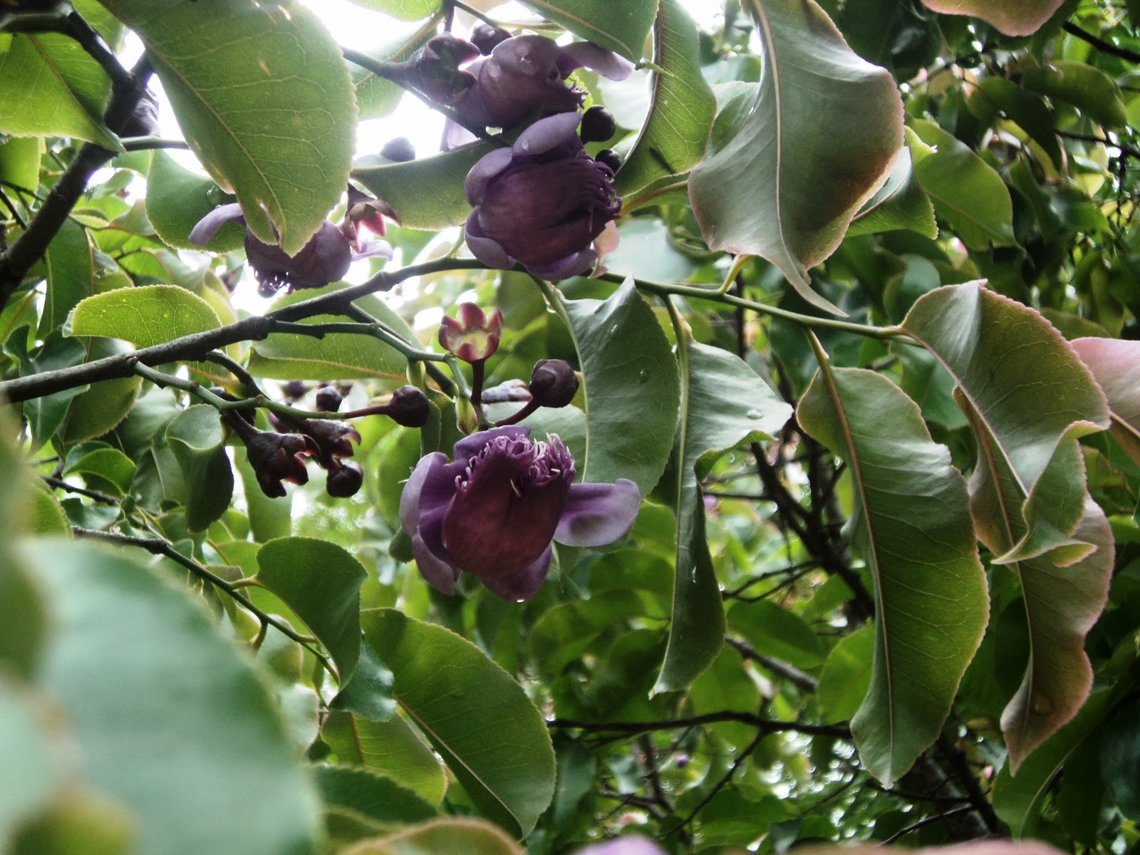 Mato & Cia: Dendrologia