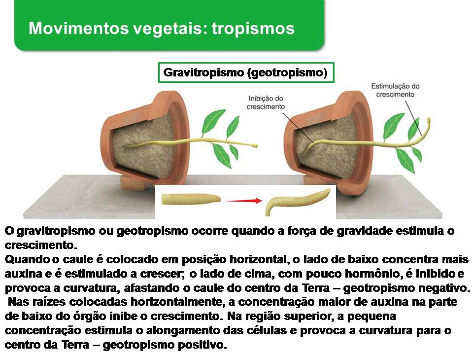 Professora Darlene Timm: Fitormônios: regulação hormonal das plantas