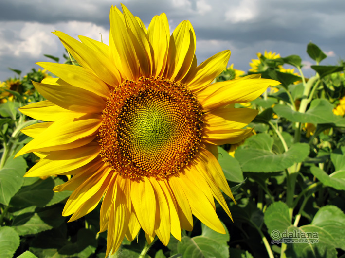 Photographis: Sun Flower story - Summer Fields in Romania