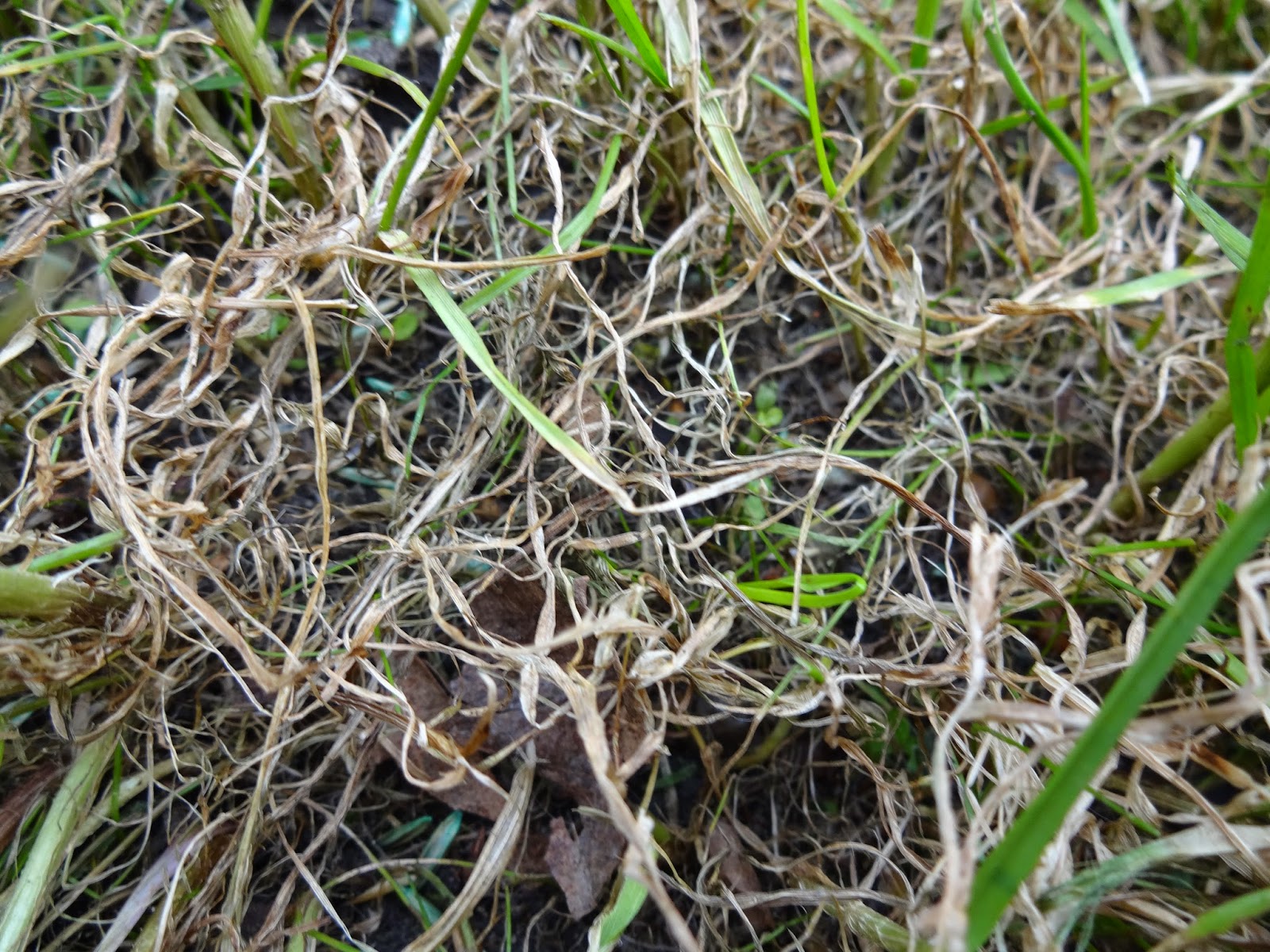 De-thatching the Lawn to Promote Grass Growth - Kezzabeth | DIY ...