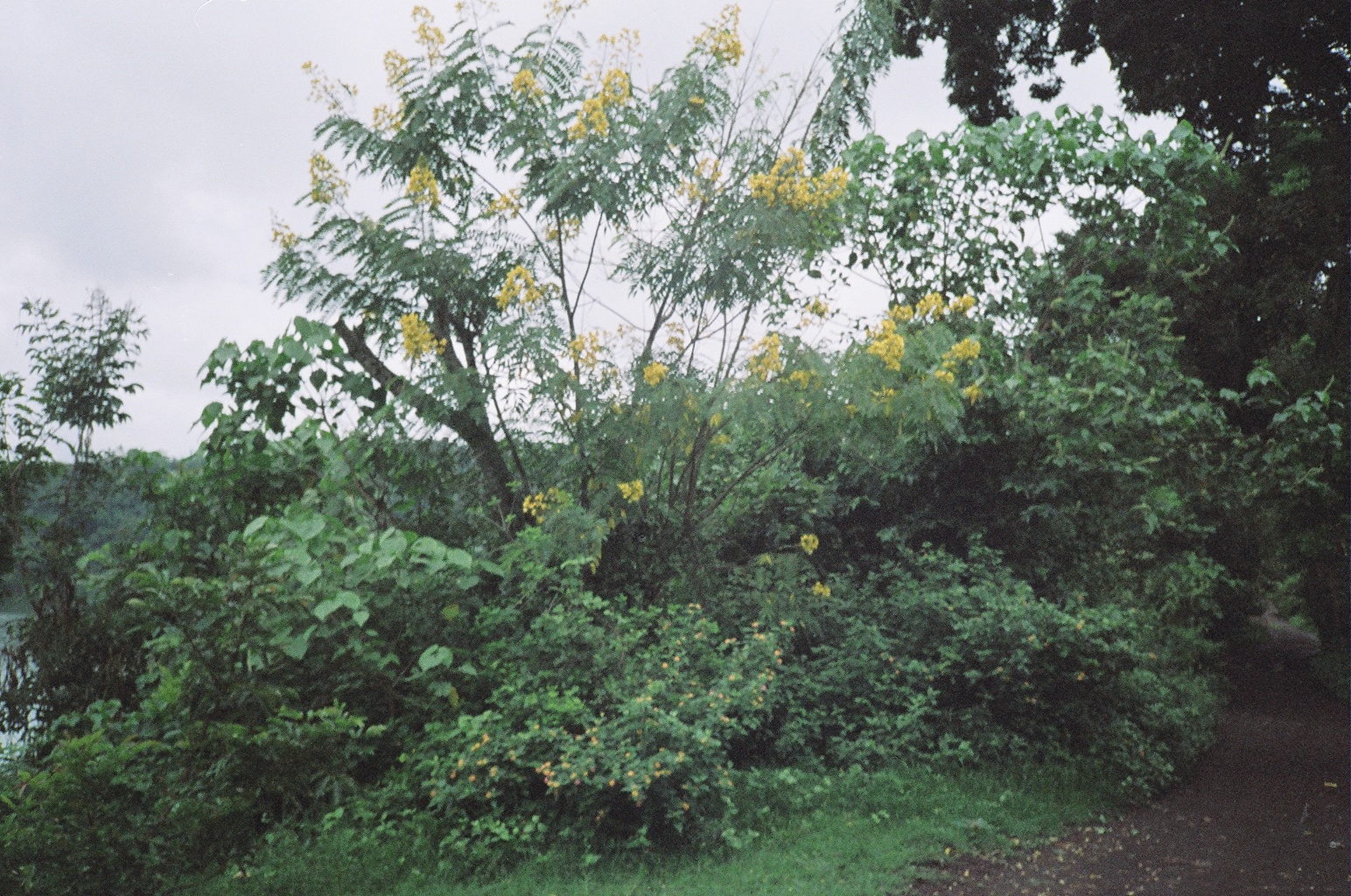 Tanzania: Tanzanian trees and plants