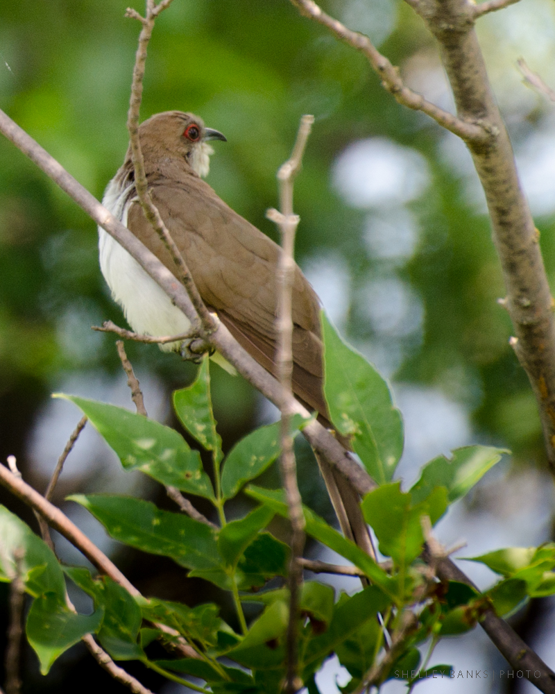 Prairie Nature: Black-billed Cuckoo Hiding in Branches