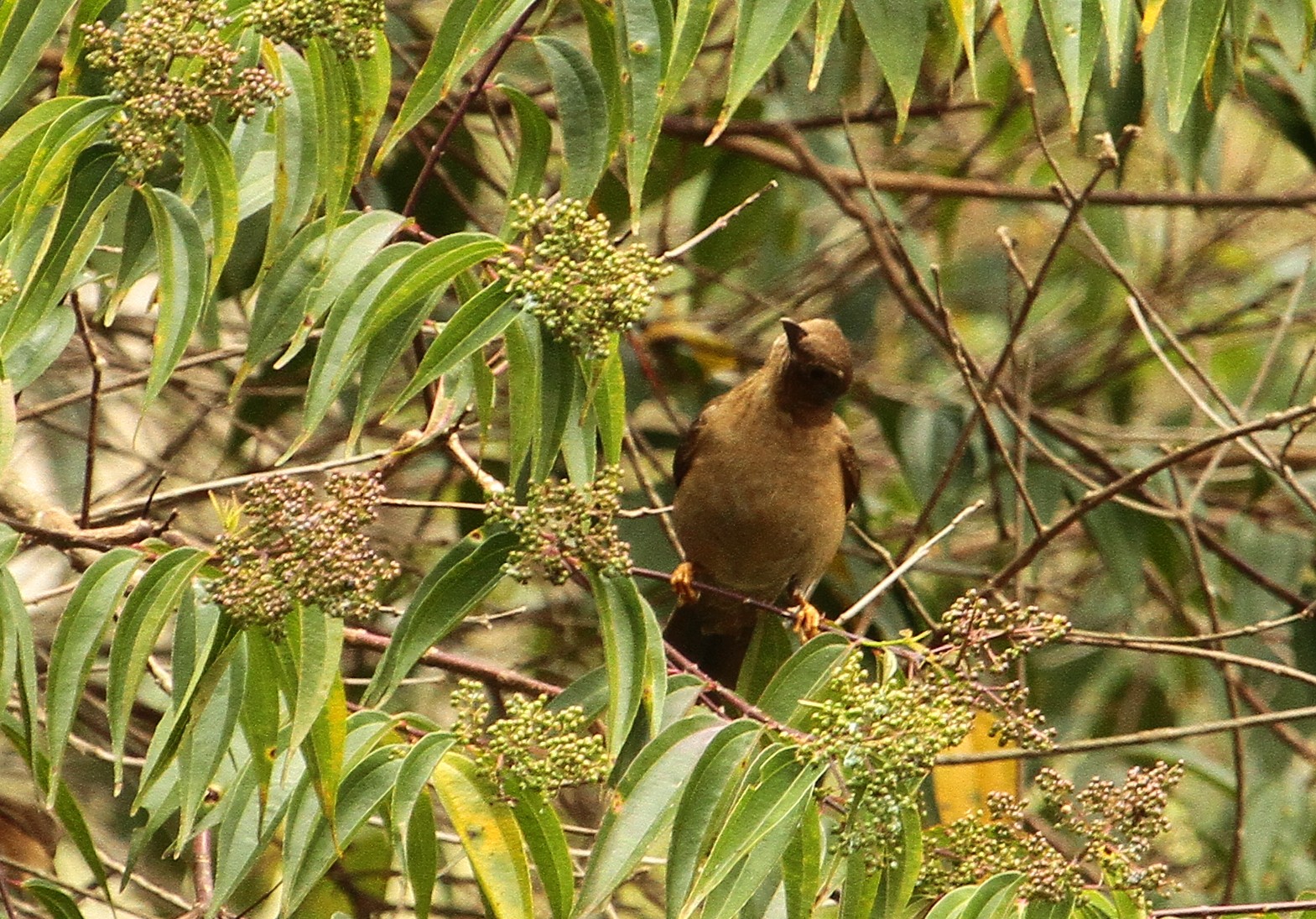 Nuestro bello mundo...: Parque Las Mariches, Edo. Miranda, 3era parte ...