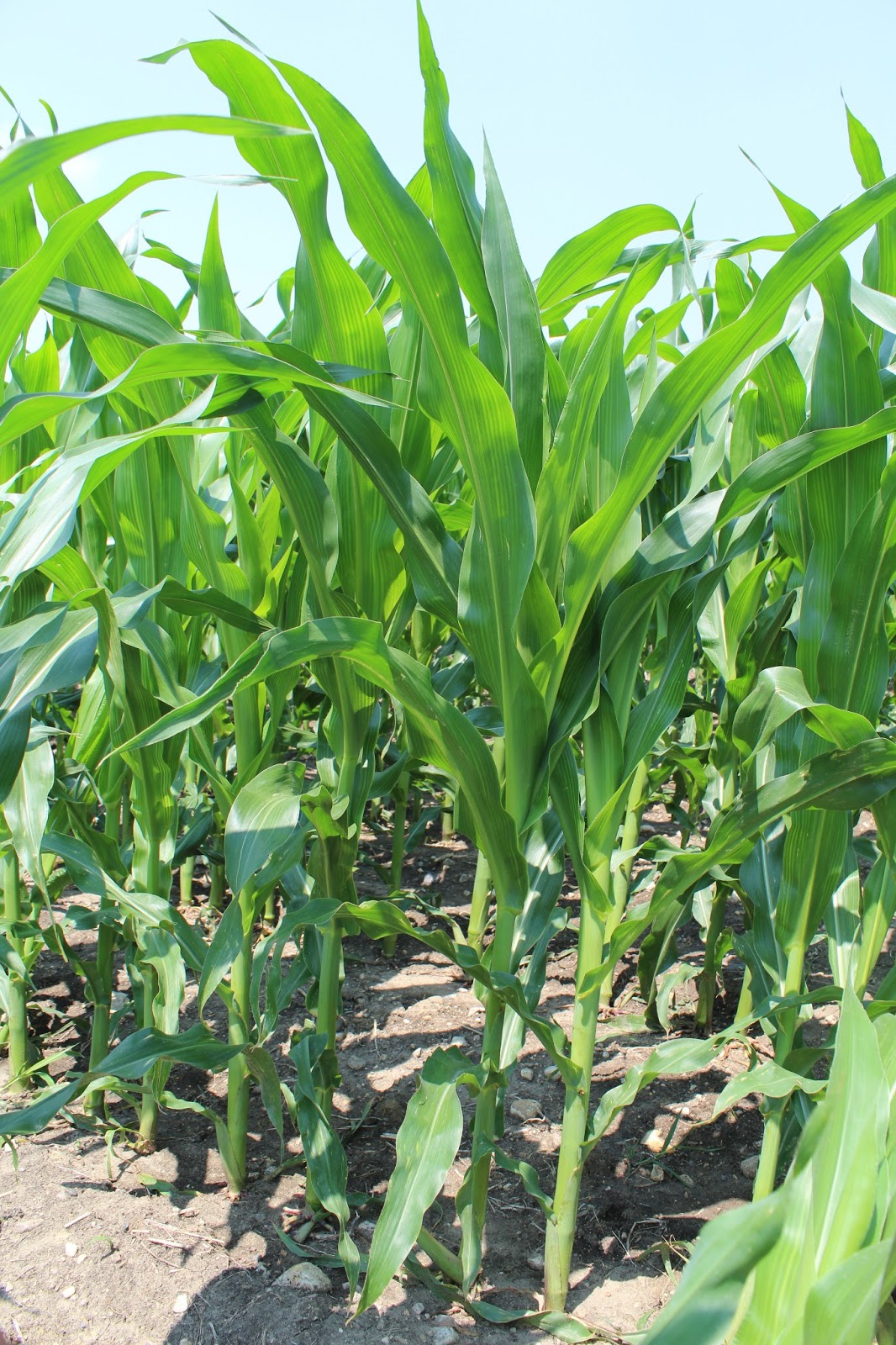 Kaelly Studio: Corn and beans - "oh how you have grown and what do we ...