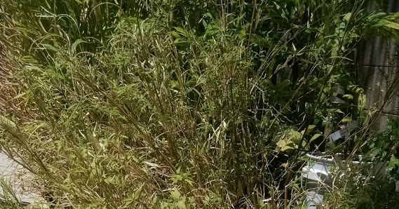 Desert Valley Orchard: Chinese Goddess Bamboo