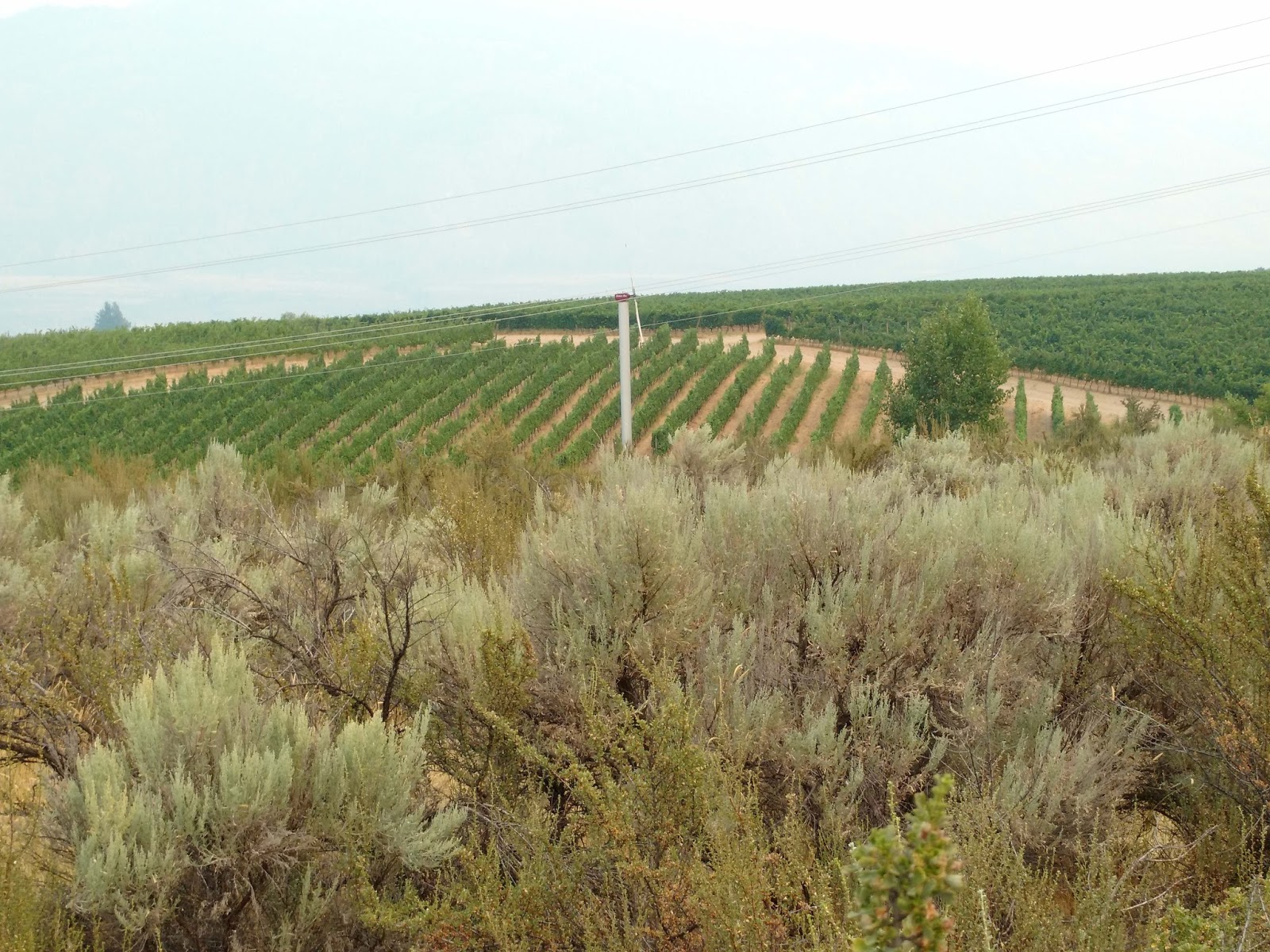 Osoyoos, Canada's Only Desert - YYC Sweethearts