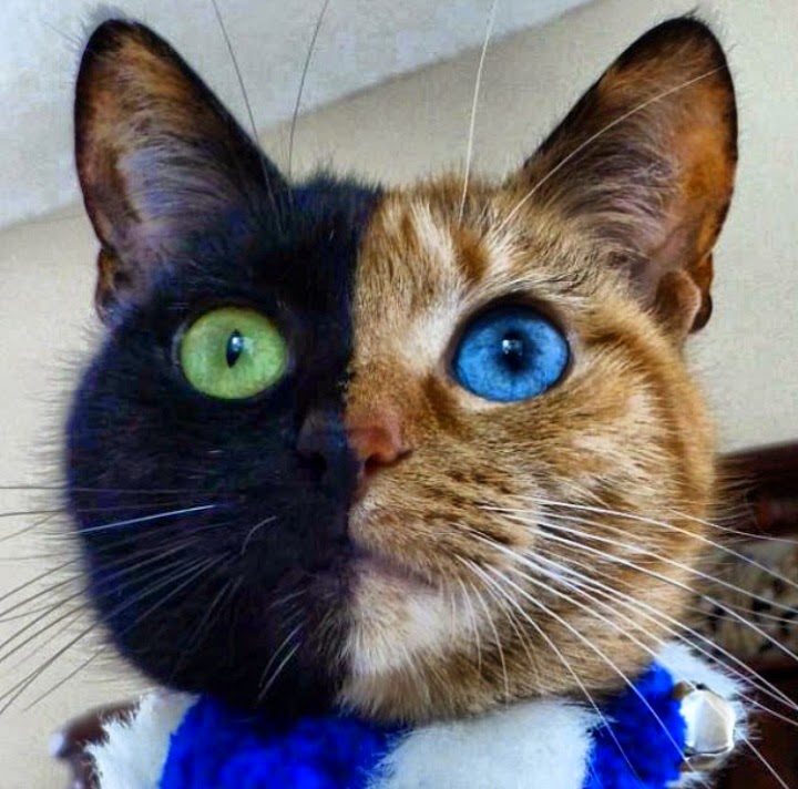 www.mieranadhirah.com: Venus the two faced cat