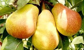 RECEL DARDHE - Receta Gatimi