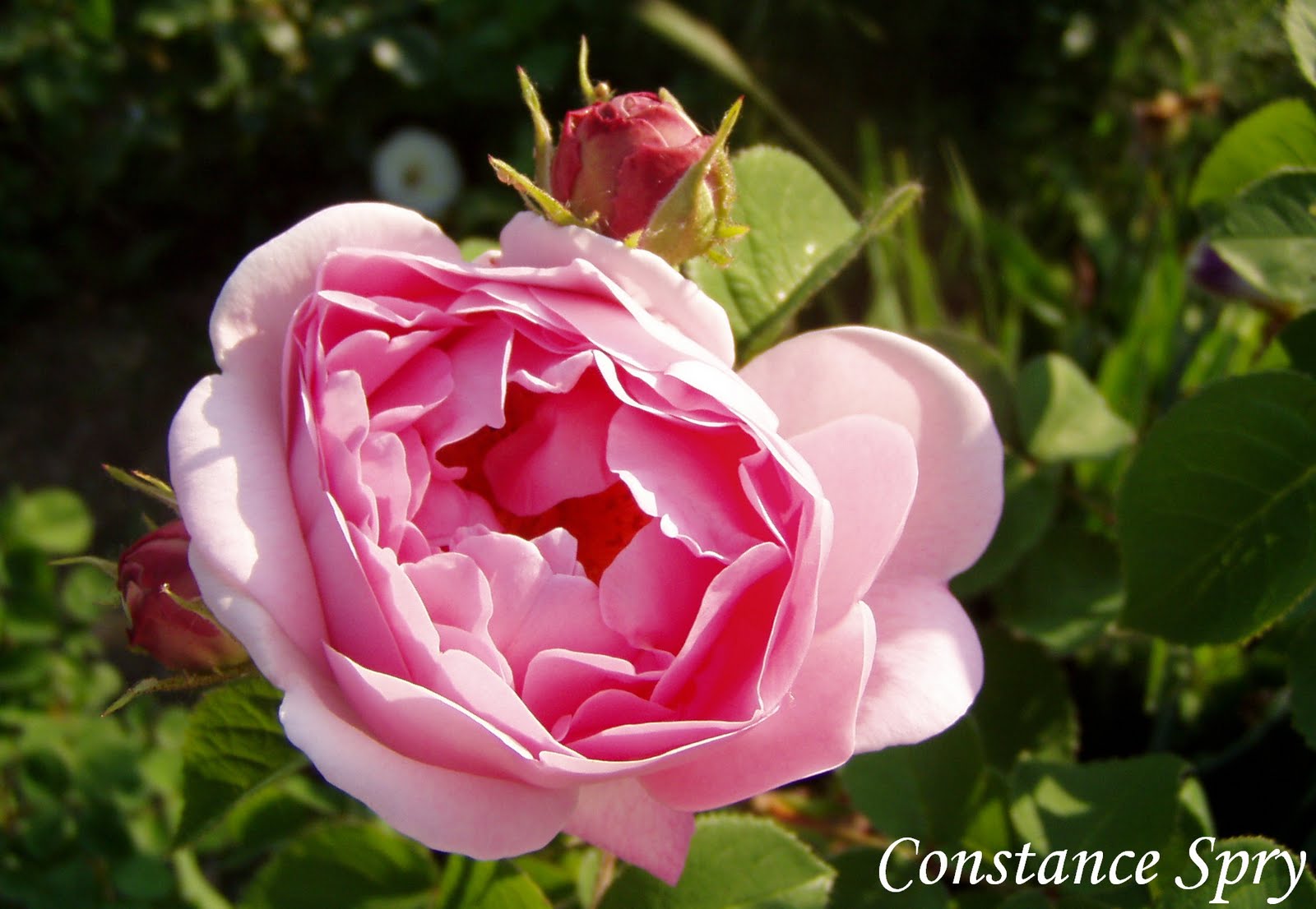 Eszterkertje: CONSTANCE SPRY ANGOL RÓZSA