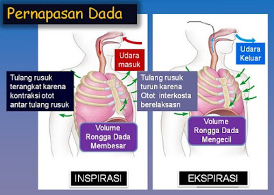 Mekanisme Pernapasan Dada dan Perut - EDUBIO