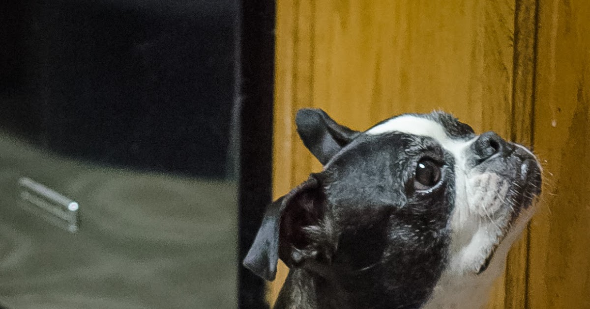 Clunie Photography: Dogs Are Very Thankful! Happy Thanksgiving!