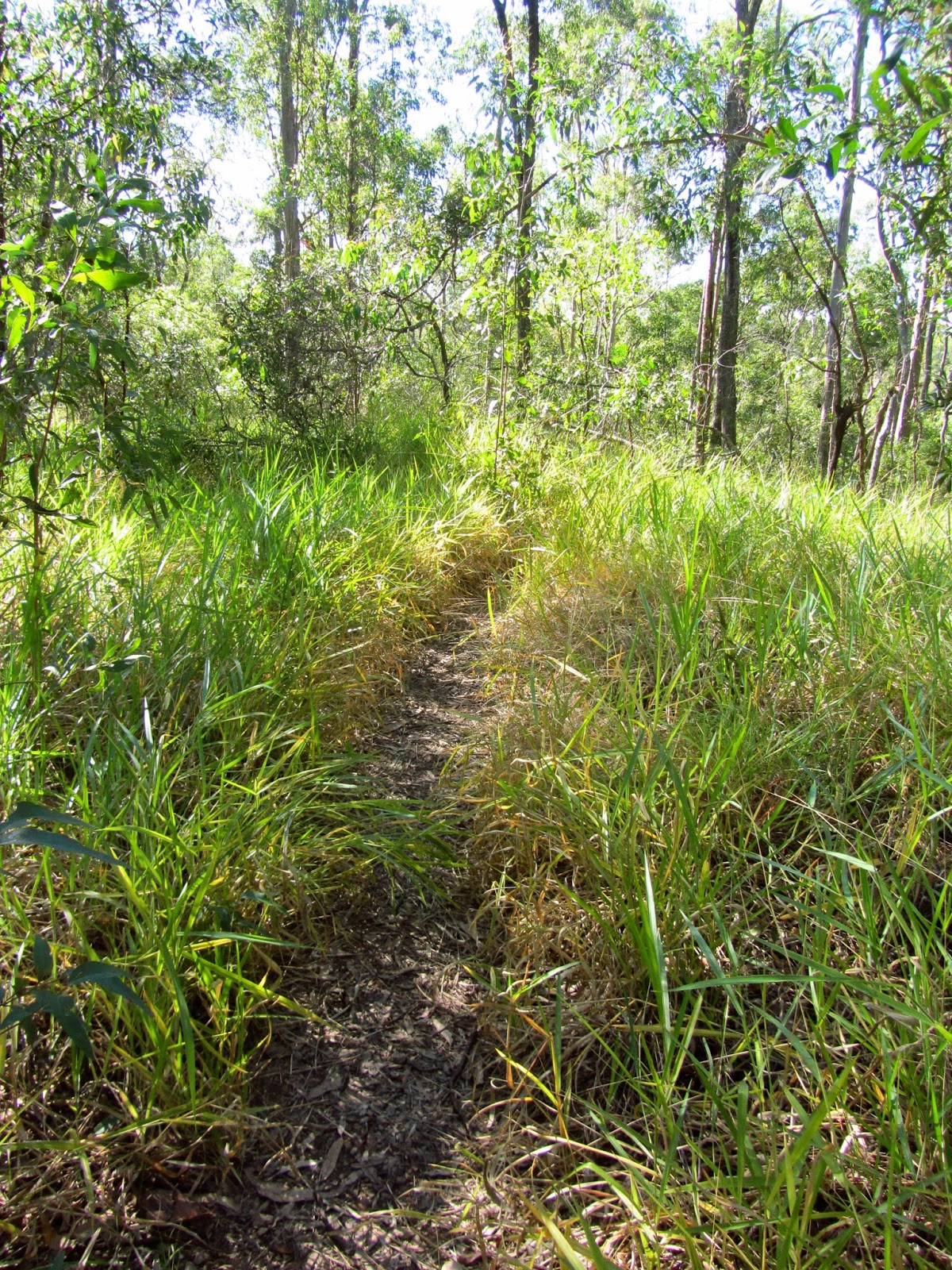Walking with Friends Down Under: Mid WINTER walk - Mt Cootha
