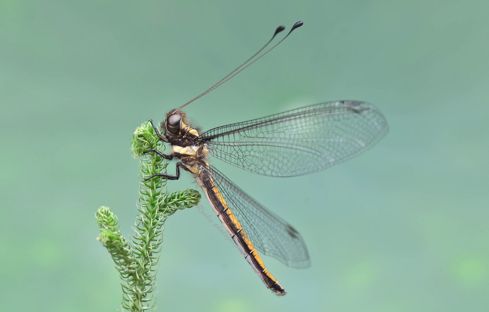 Owlfly - Alchetron, The Free Social Encyclopedia