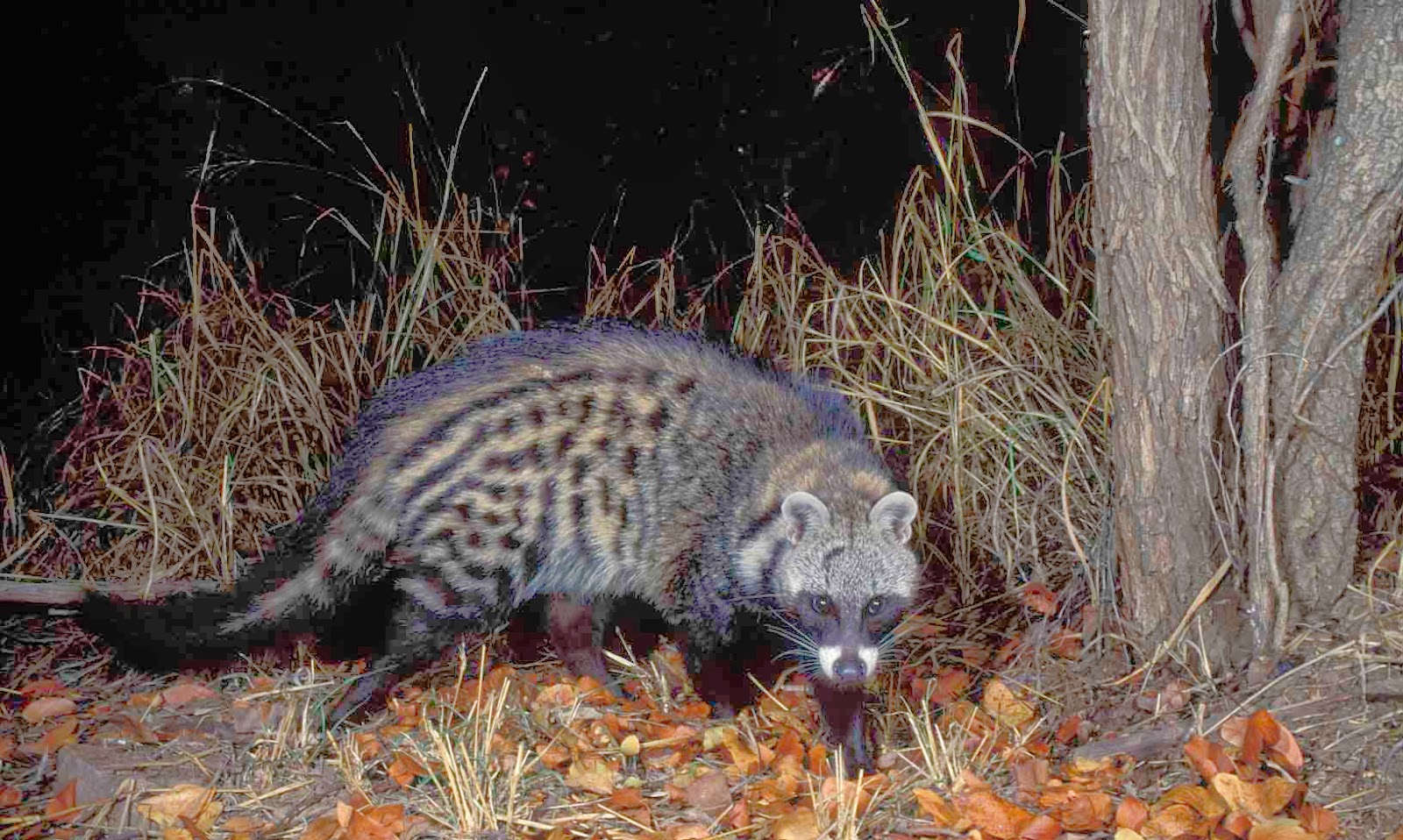 Any One 1-6: African Civet HD Wallpapers