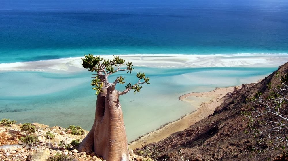 A LOS ORÍGENES: Isla Socotra - Yemen