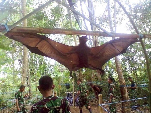 Mega Bat in the Philippines | Off The Wall