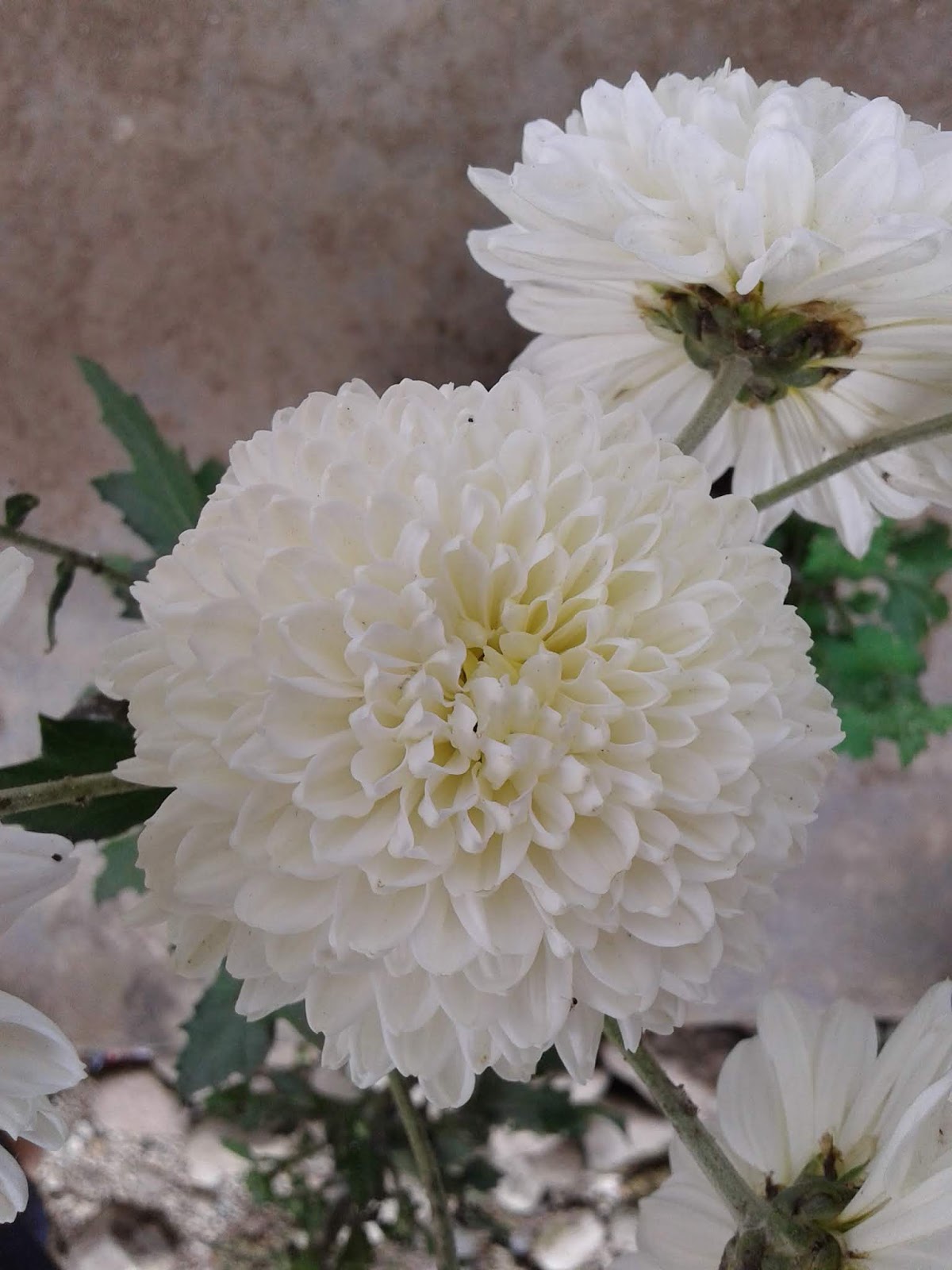 Bunga Seruni atau Krisan