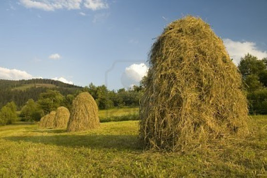 Que significa soñar con heno | Significado de los Sueños