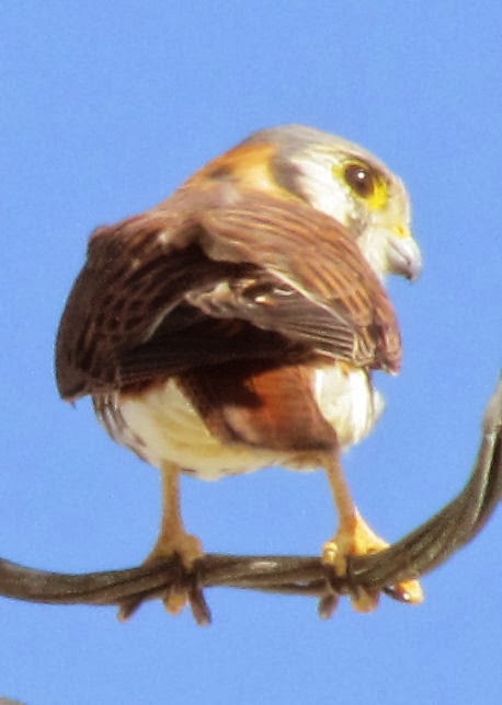 Foto Blog Puerto Rico: Halcón o Falcón Americano