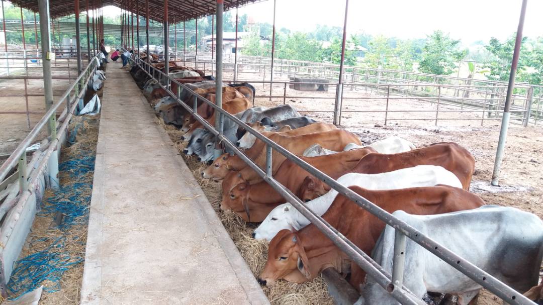 Pembekal Lembu dan Kambing Muslim: PEMBEKAL TERNAKAN