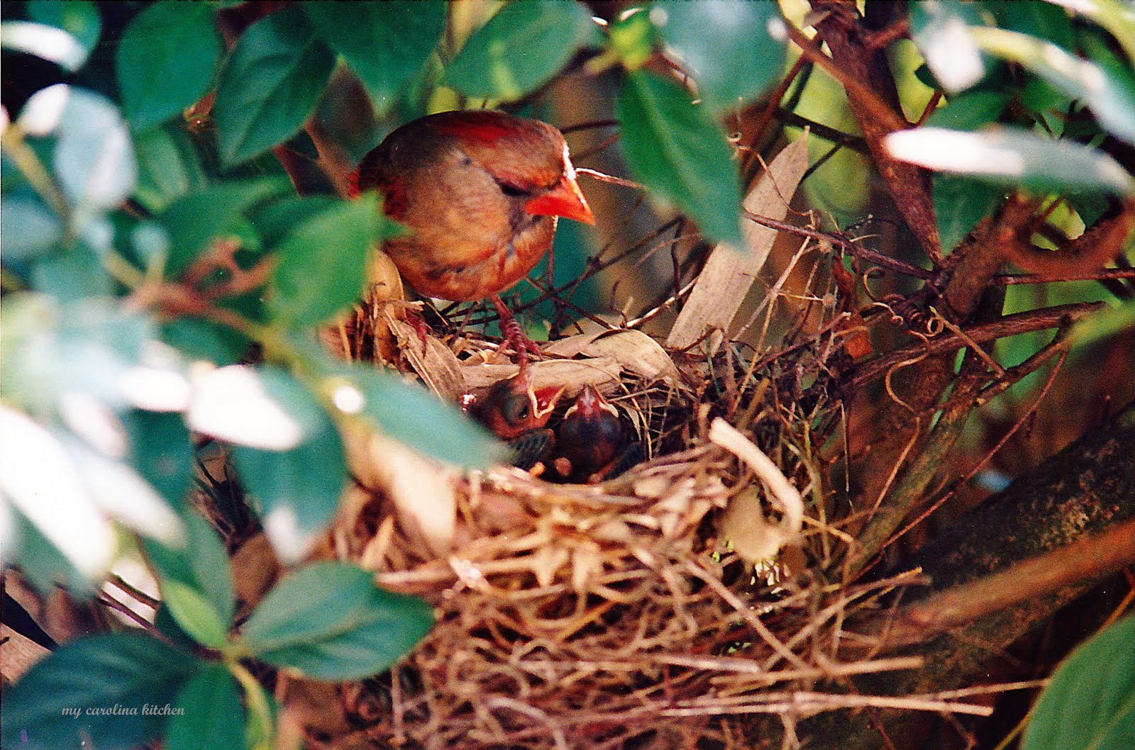 Baby Cardinal In Nest