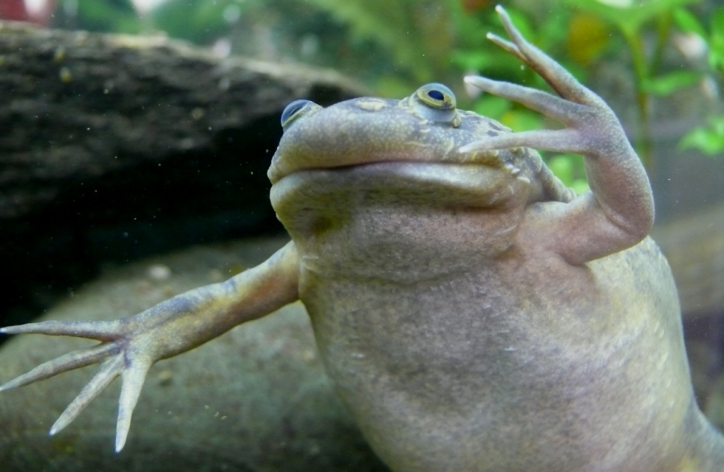 Funny Clawed Frog New Photos 2013 | Funny And Cute Animals
