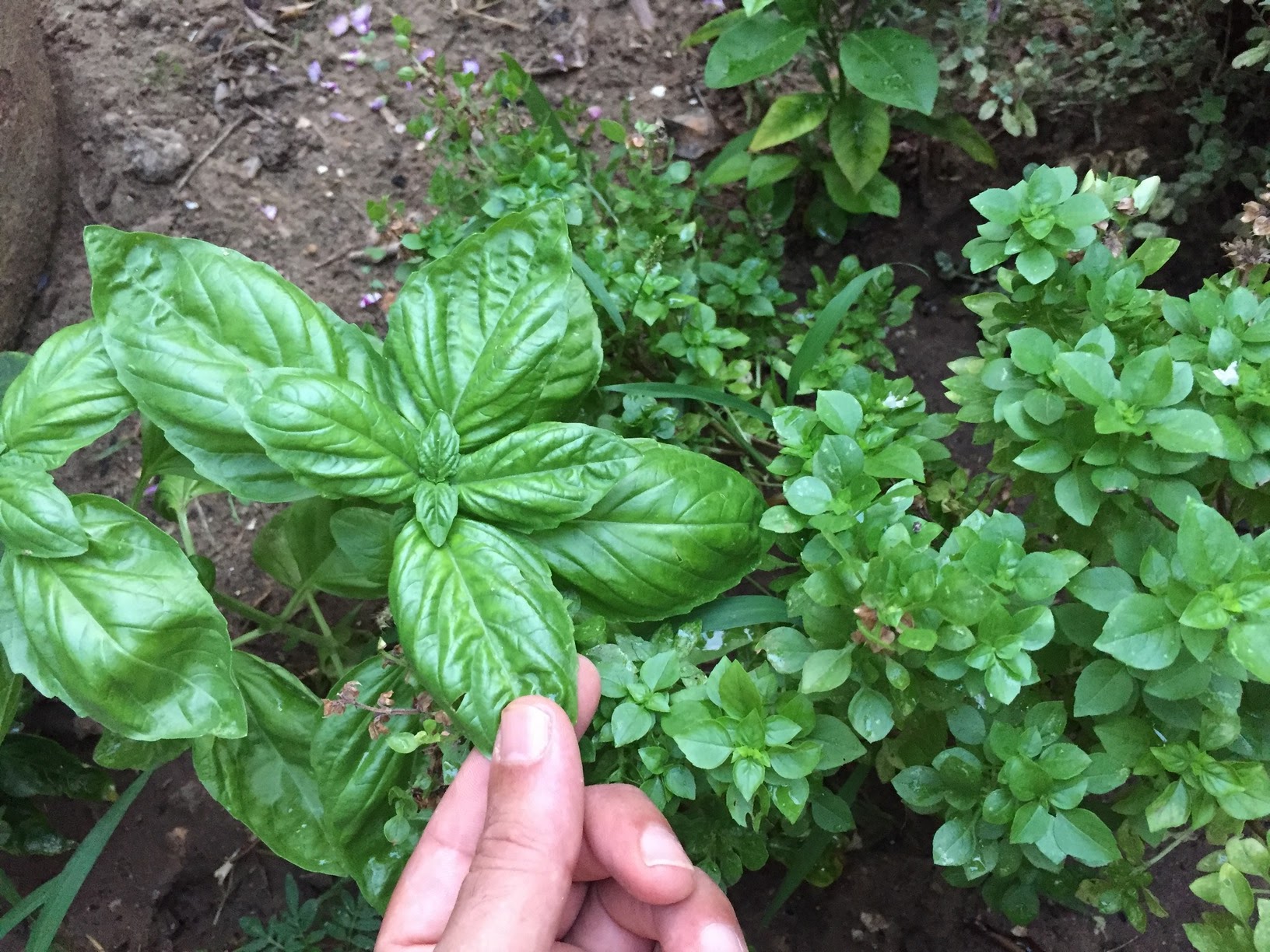 History of Basil