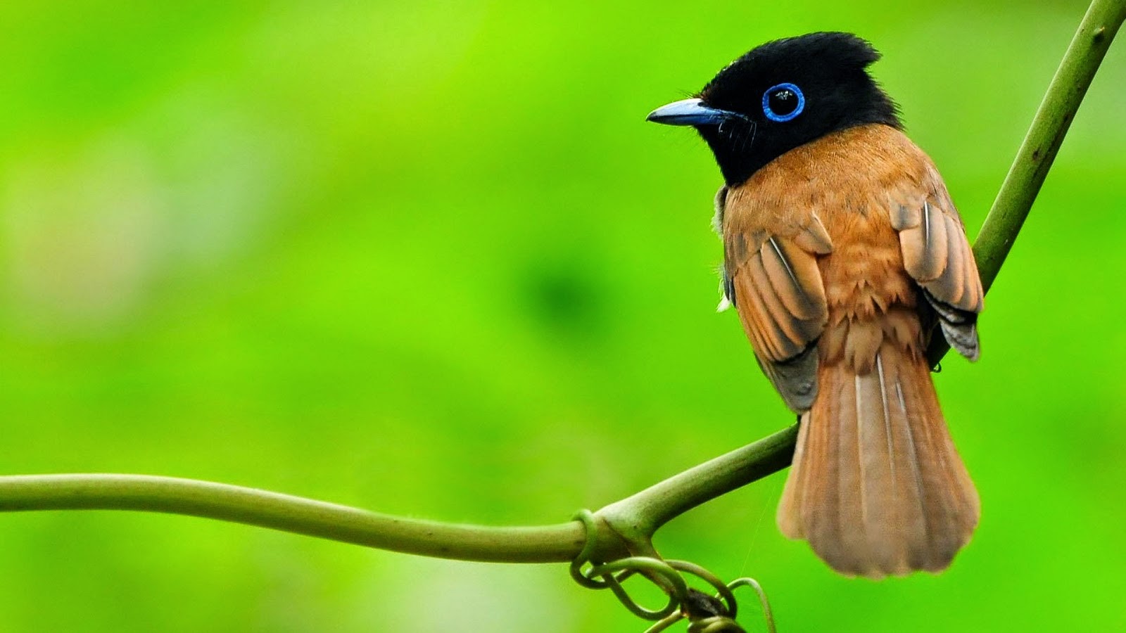 Different color Birds's HD wallpapers,Photos 2014 ~ Top 3 wallpapers