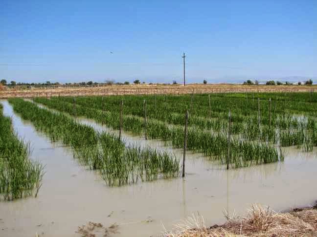 Ken Padgett: California's drought is being used as a pretext for ...