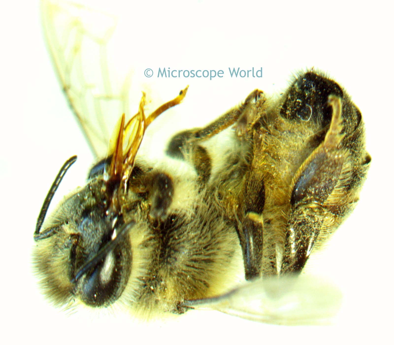 Microscope World Blog: Backyard Science