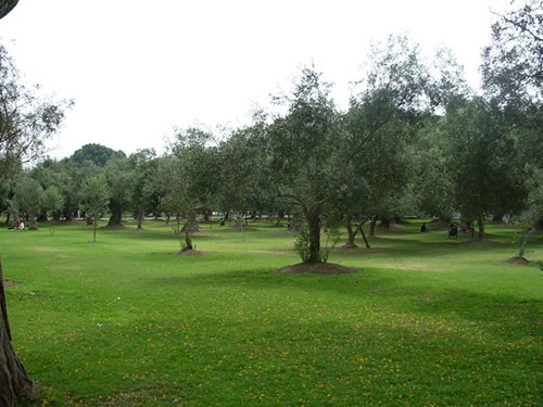 Parque El Olivar (San Isidro) en San Isidro