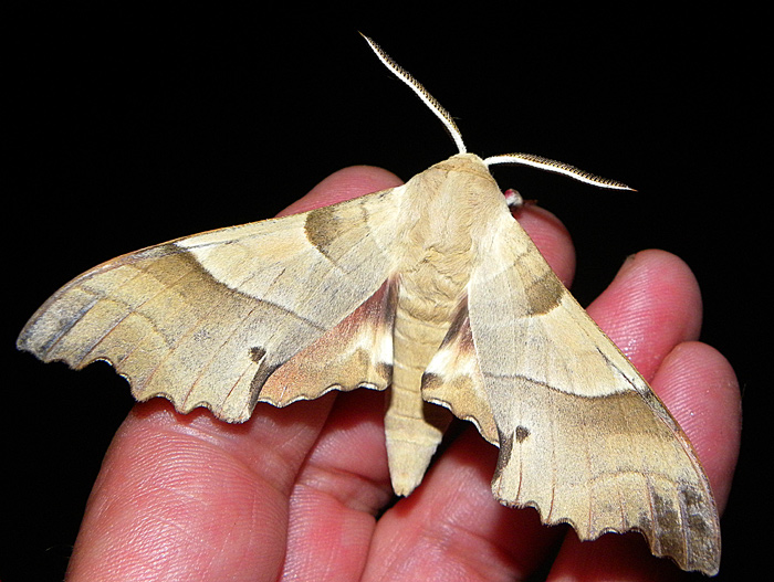 FOTO NATURA HUESCA 2: OAK HAWK MOTH Marumba quercus Denis ...