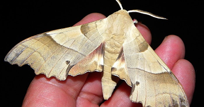 FOTO NATURA HUESCA 2: OAK HAWK MOTH Marumba quercus Denis ...