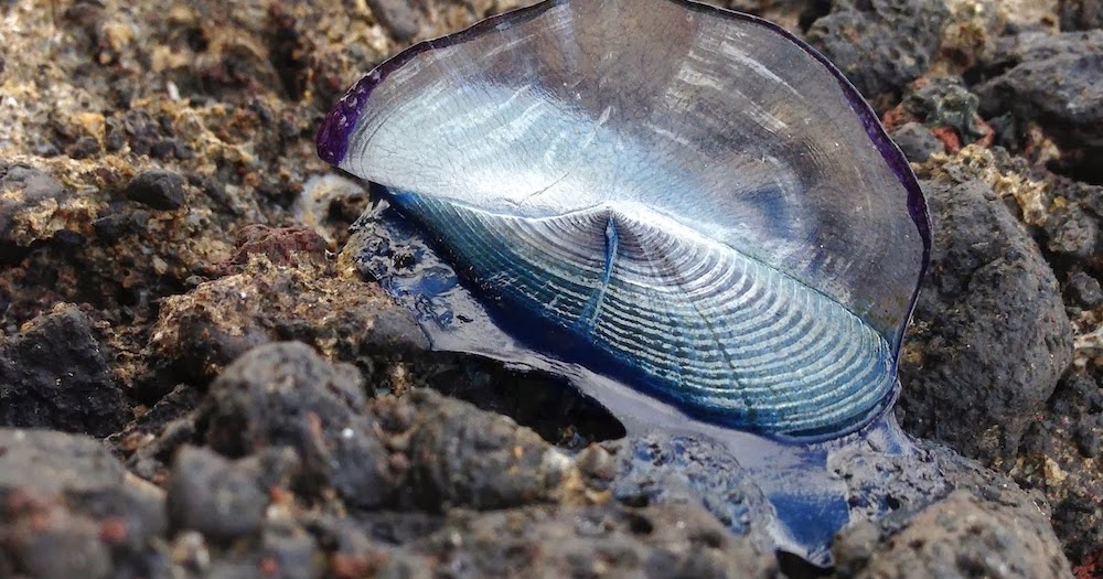 Rafael Microfauna Marina: Velella (Cnidarios: Hidrozoos)