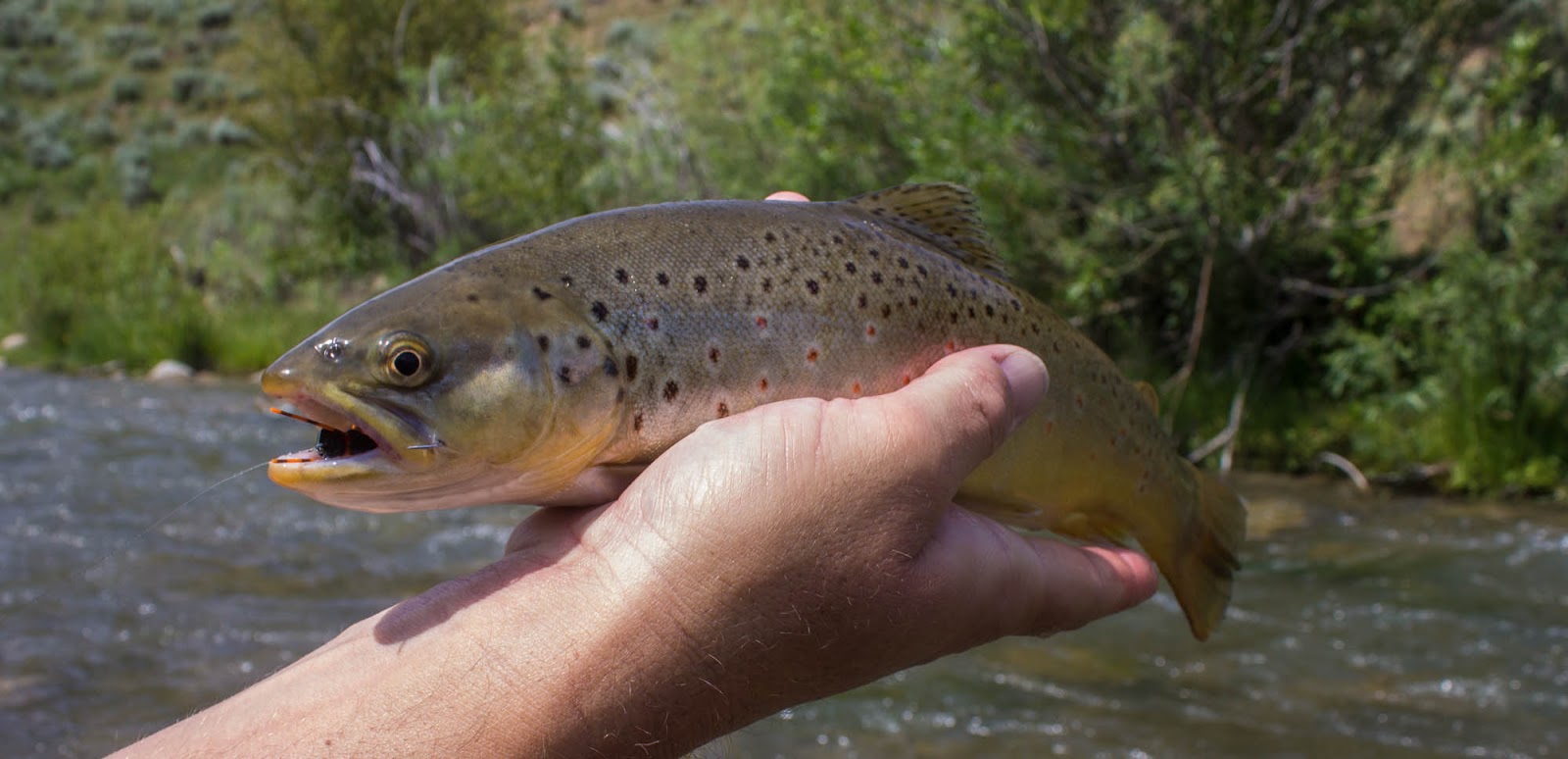 River Menace: The Sarge does me Proud Again