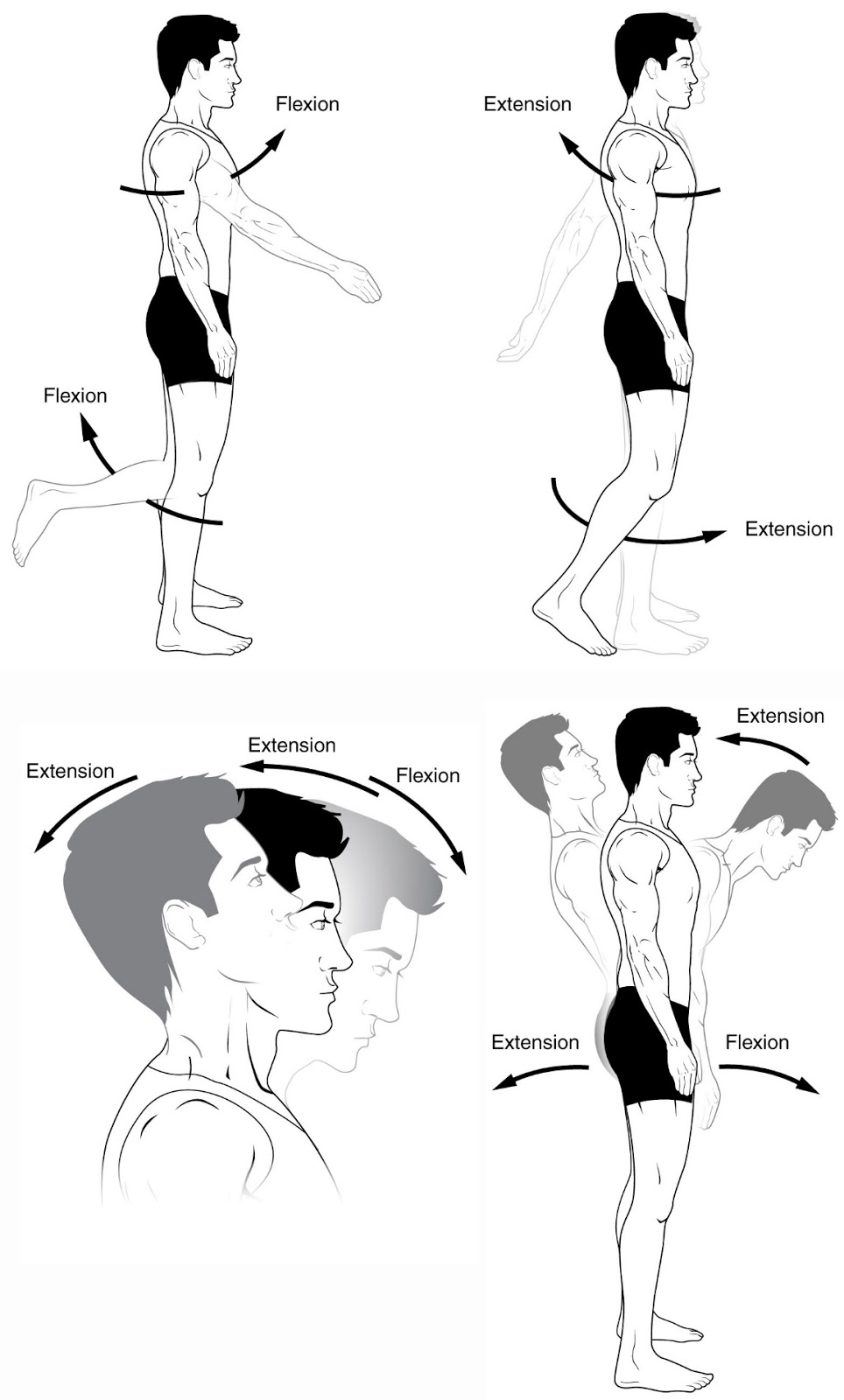 Flexion And Extension Record Your Antagonistic Muscles