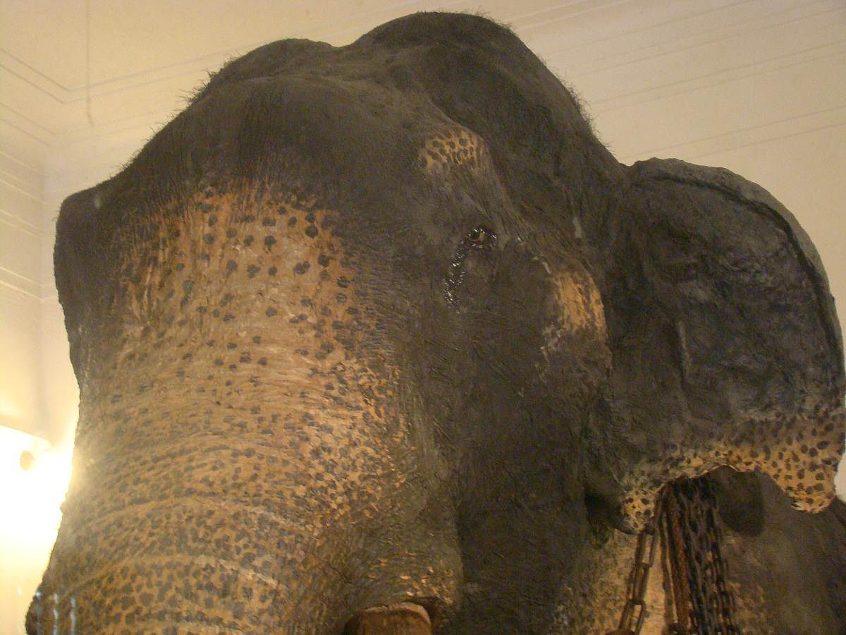 Discover-SriLanka: SRI LANKA - KANDY [ TEMPLE ELEPHANT RAJA ]