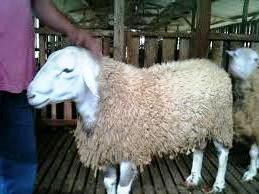 Klasifikasi, Asal-usul dan Jenis Bangsa Domba