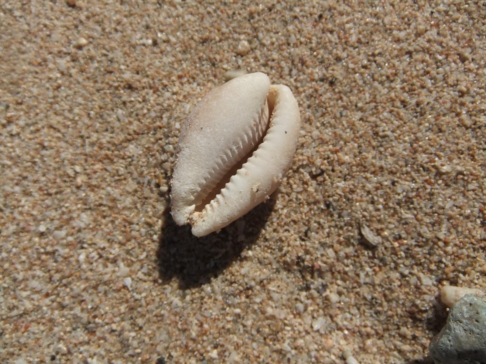 Mike and Alana's big drive: Shells, snorkeling and scabies 20.6.12 - 5.7.2012