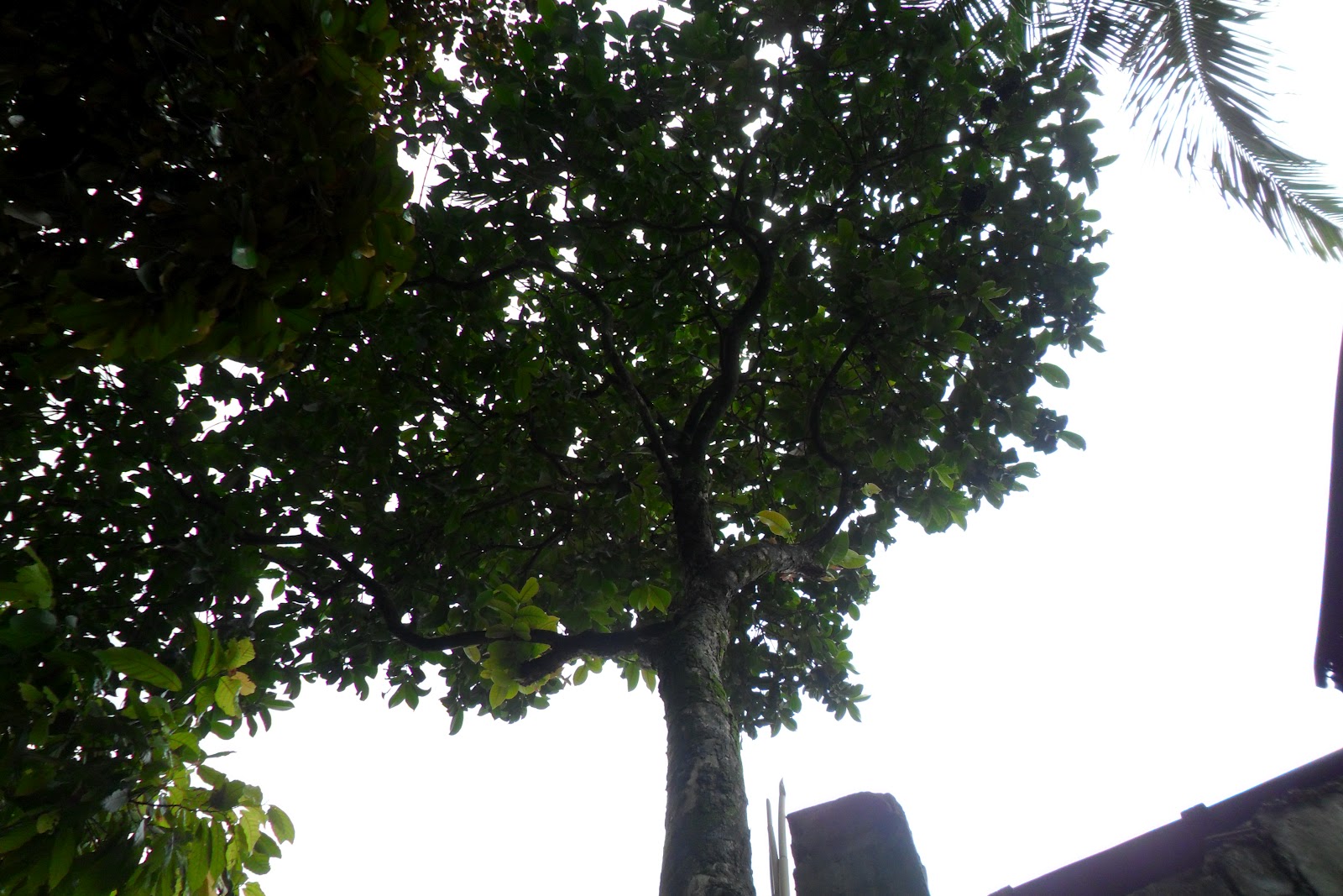 Lady Nyx: Lipote Berries (Syzygium curranii)