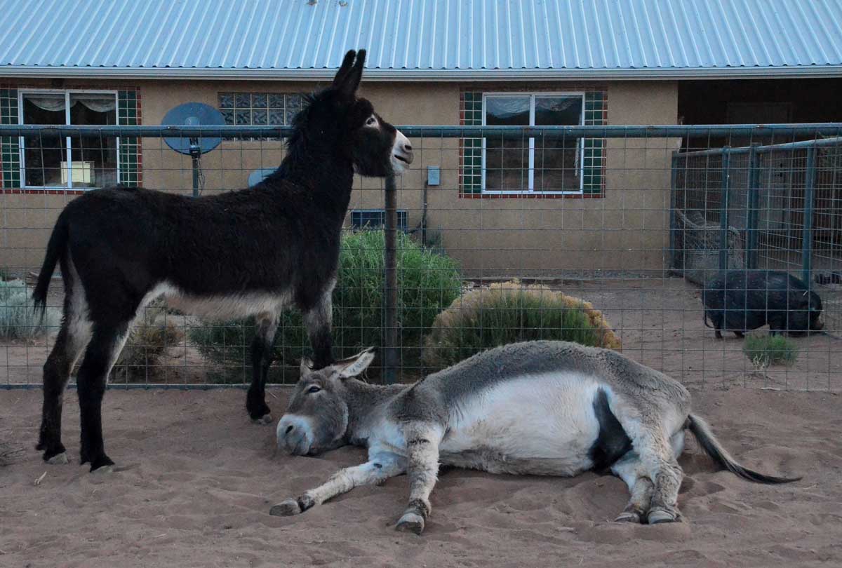 The 7MSN Ranch: The unbearable cuteness of burros