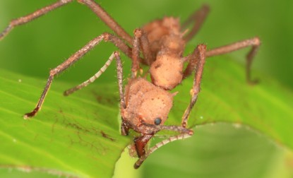 O Império Myrmex: Acromyrmex (pt)