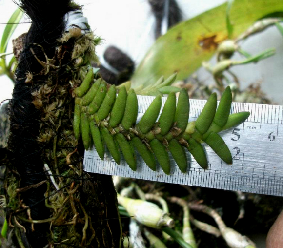 Wild orchids in sumatra: Microsaccus griffithii (E.C.Parish & Rchb.f ...